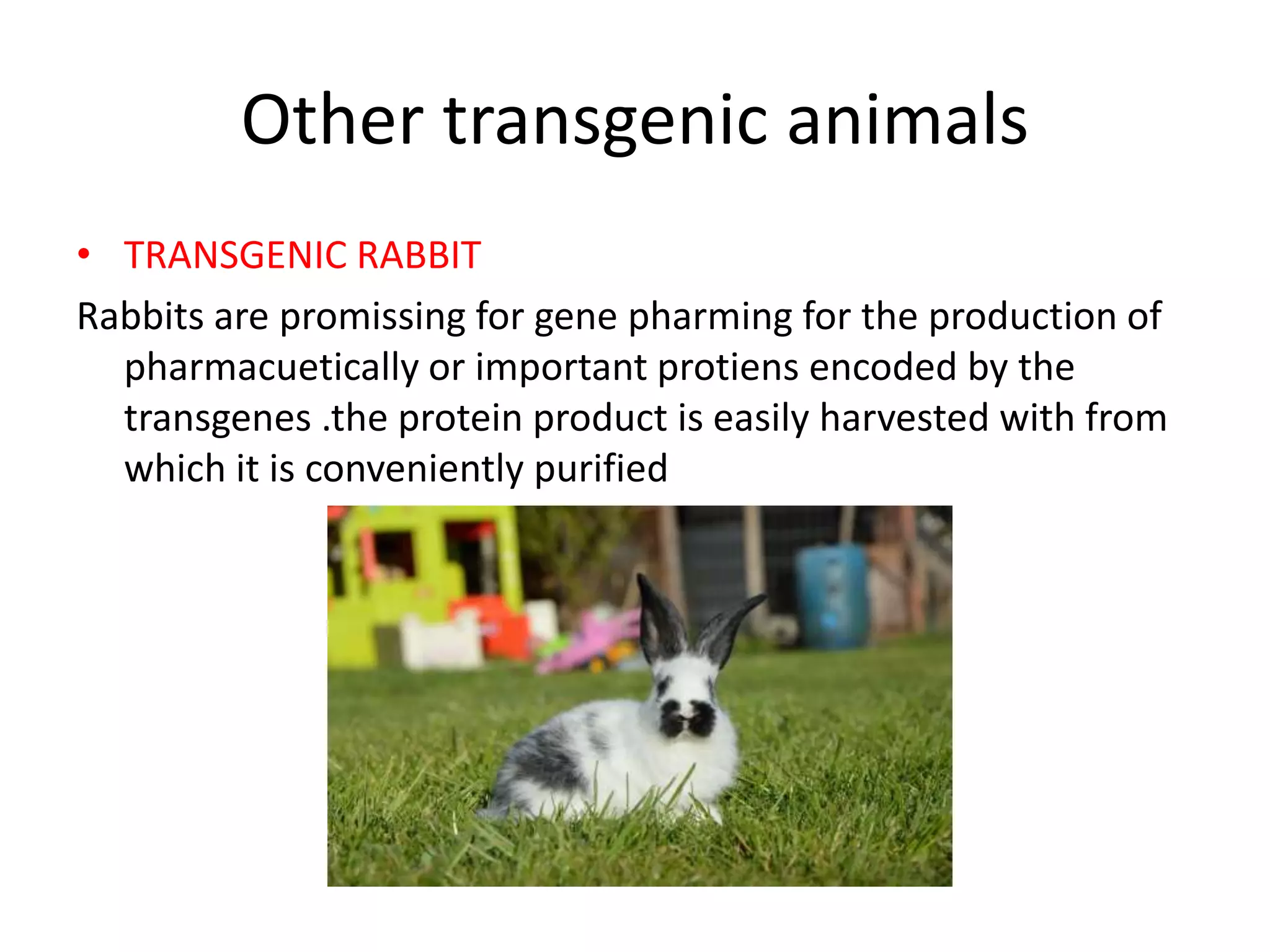 transgenic animals | PPTX | Reproductive Health | Diseases and Conditions