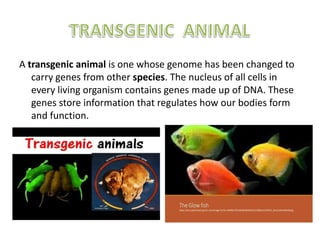 transgenic animals | PPTX | Reproductive Health | Diseases and Conditions