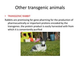 transgenic animals | PPTX | Reproductive Health | Diseases and Conditions