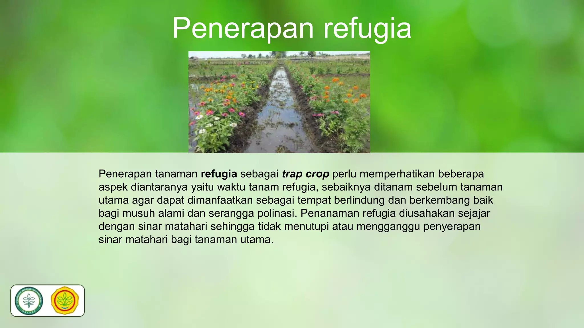 REFUGIA | PPTX