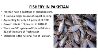 Agriculture Sector of Pakistan | PPTX