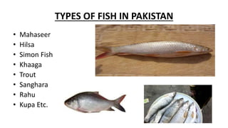 Agriculture Sector of Pakistan | PPTX