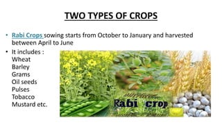 Agriculture Sector of Pakistan | PPTX