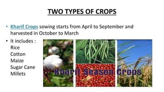 Agriculture Sector of Pakistan | PPTX