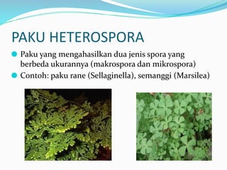 Perbedaan Tumbuhan Lumut dan Paku untuk kelas 10 sma | PDF