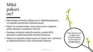 Pakurin mahdollisuudet | PPT