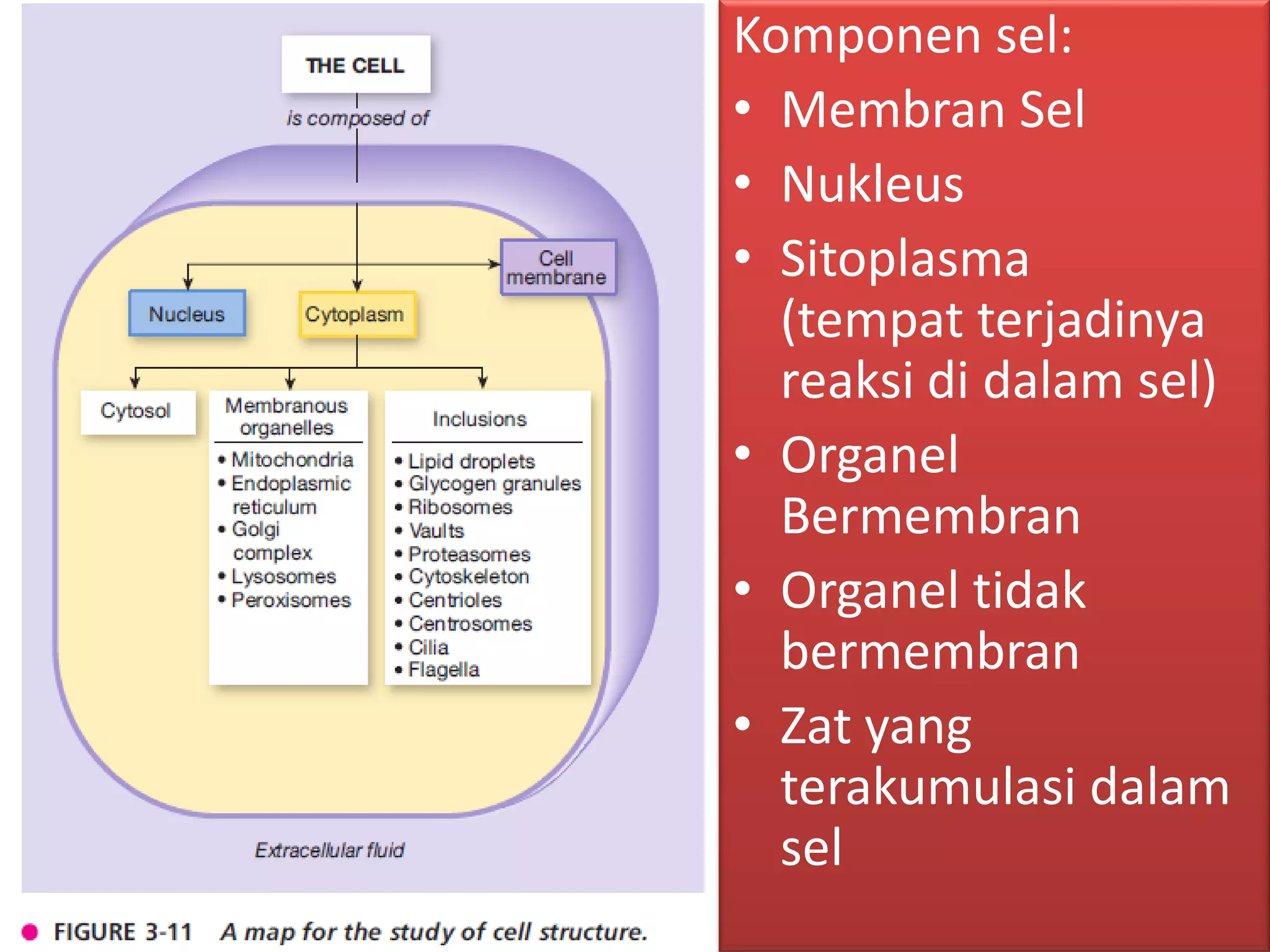 Struktur dan fungsi organel sel | PDF