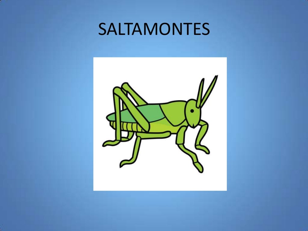 Palabras polisílabas