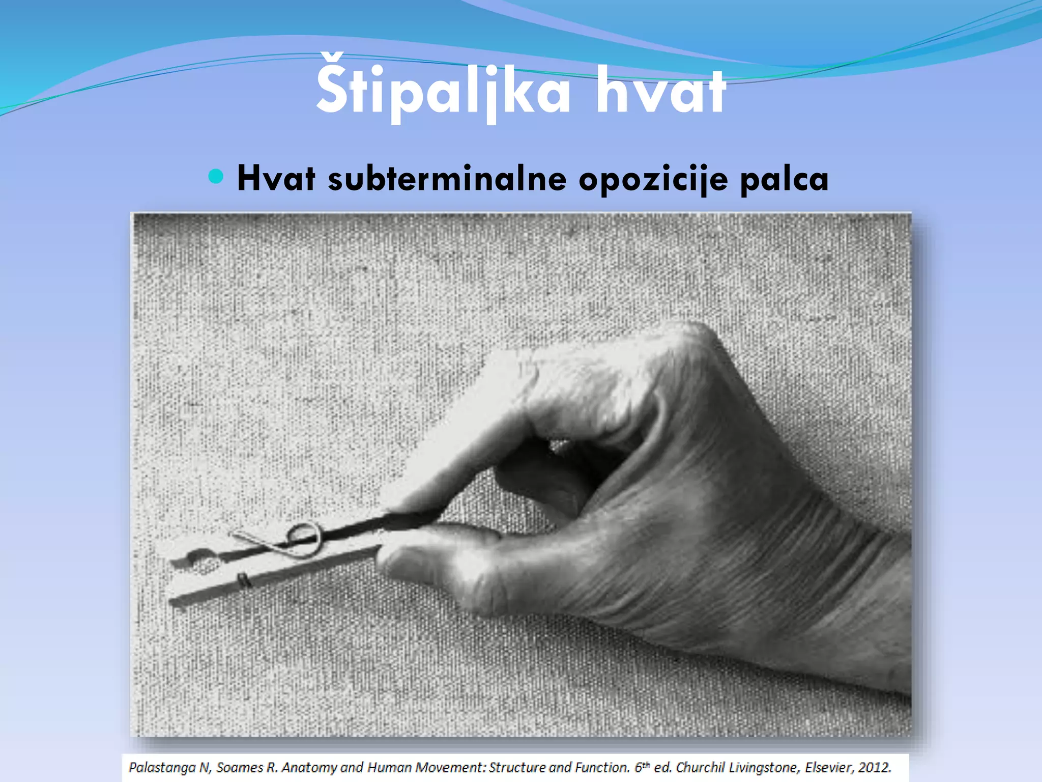 Palac - digitus primus manus – pollex | PDF