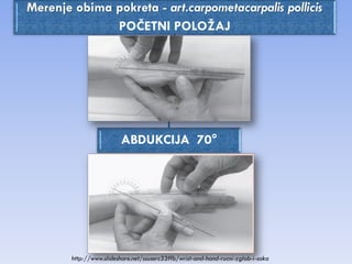 Palac - digitus primus manus – pollex | PDF