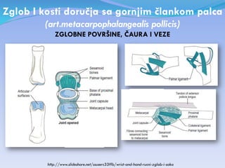 Palac - digitus primus manus – pollex | PDF
