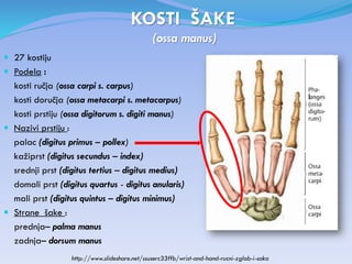 Palac - digitus primus manus – pollex | PDF