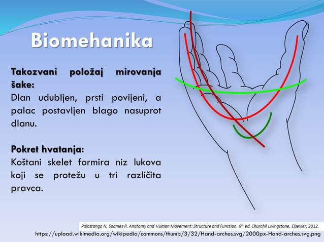Palac - digitus primus manus – pollex | PDF