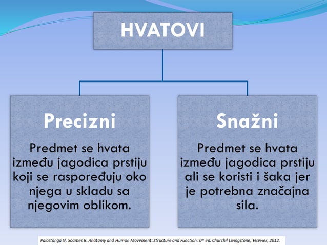 Palac - digitus primus manus – pollex | PDF