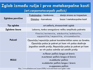 Palac - digitus primus manus – pollex | PDF