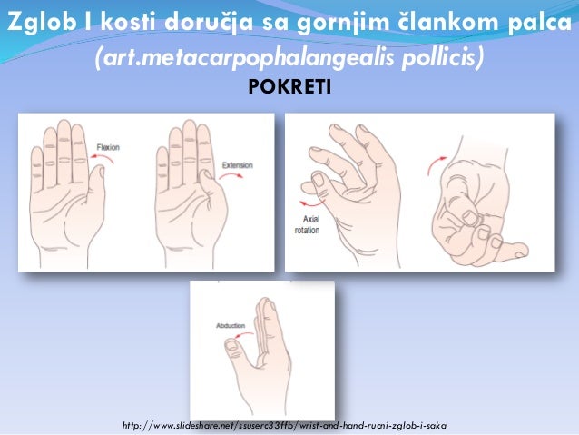 Palac - digitus primus manus – pollex