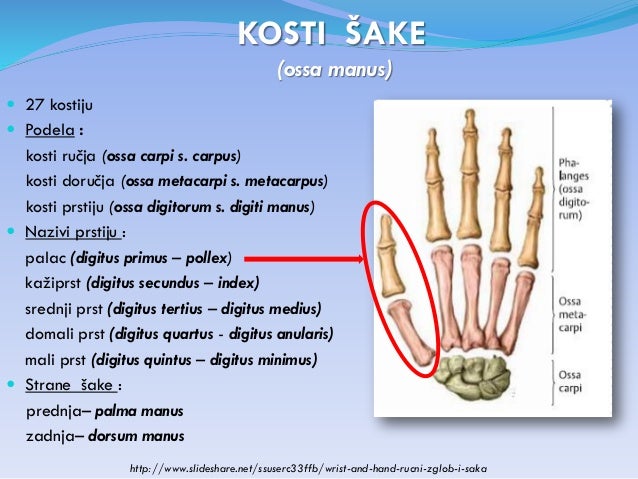Palac - digitus primus manus – pollex