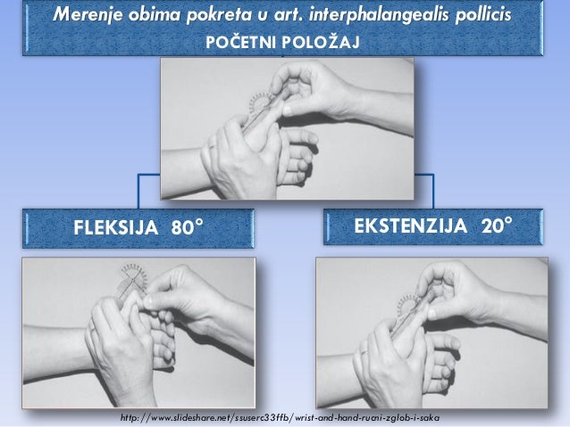 Palac - digitus primus manus – pollex