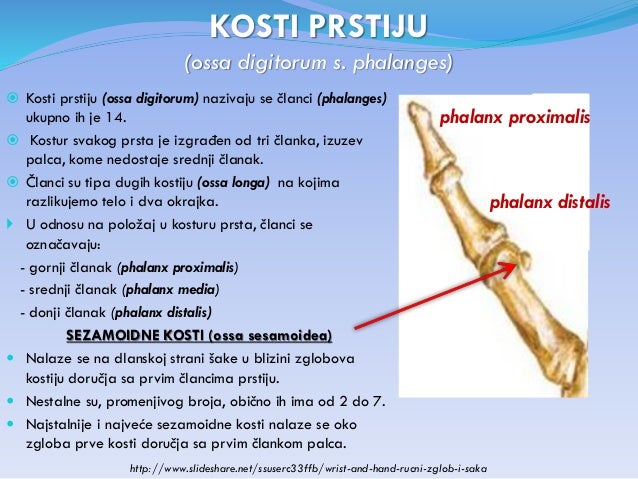 Palac - digitus primus manus – pollex