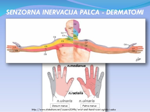 Palac - digitus primus manus – pollex