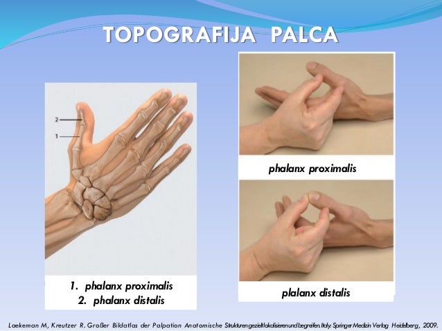 Palac - digitus primus manus – pollex