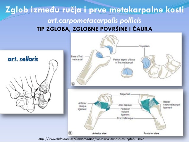 Palac - digitus primus manus – pollex
