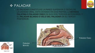 Paladar | PPTX