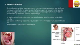 Paladar | PPTX