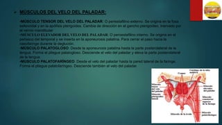 Paladar | PPTX