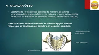 Huesos Del Paladar Duro