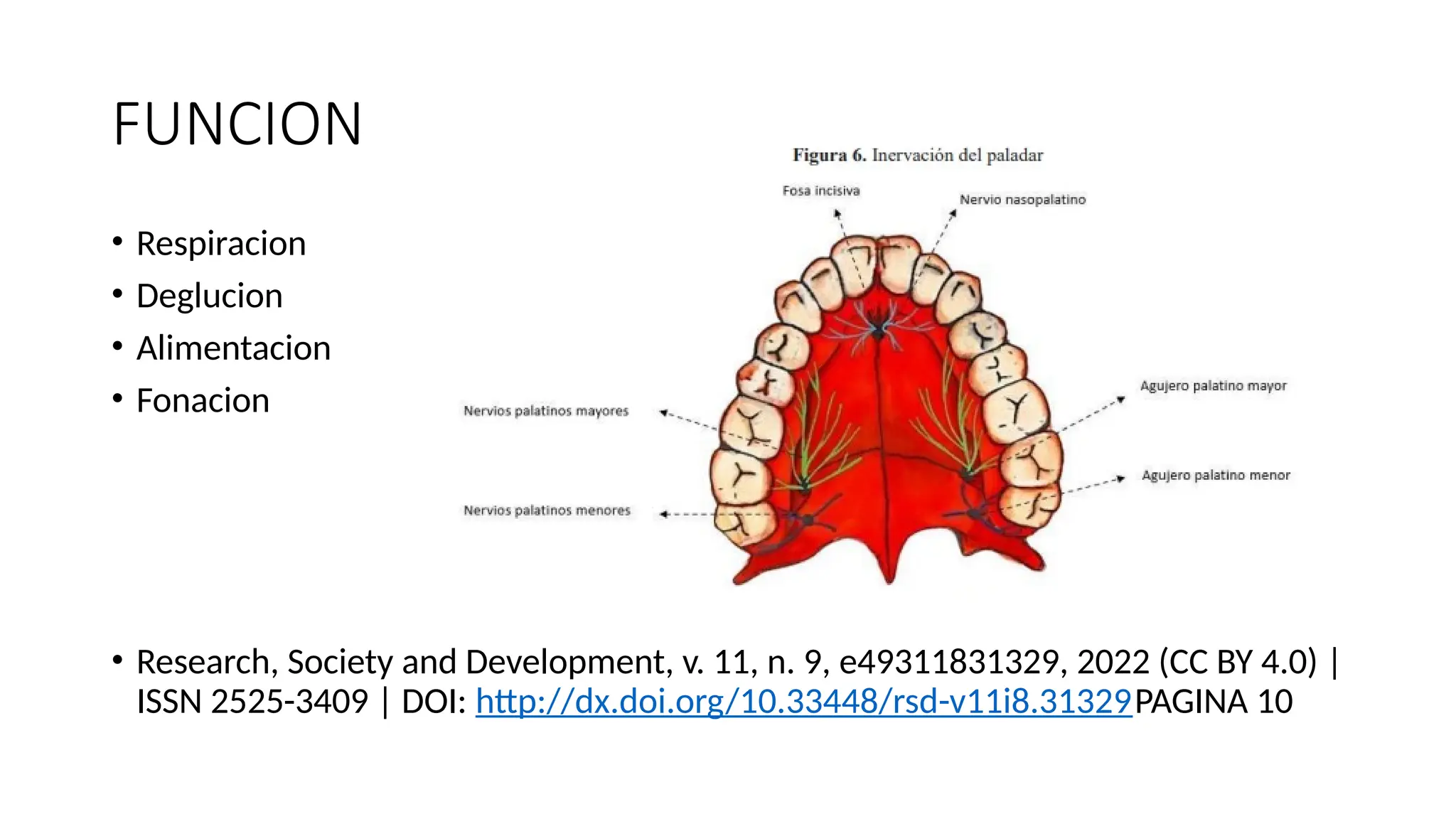 PALADAR - anatomia de cabeza y cuello implantologia | PPT