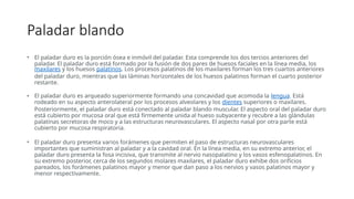 PALADAR - anatomia de cabeza y cuello implantologia | PPTX