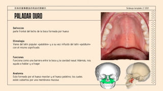 Paladar duro. Definición, anatomía y patologías.pdf