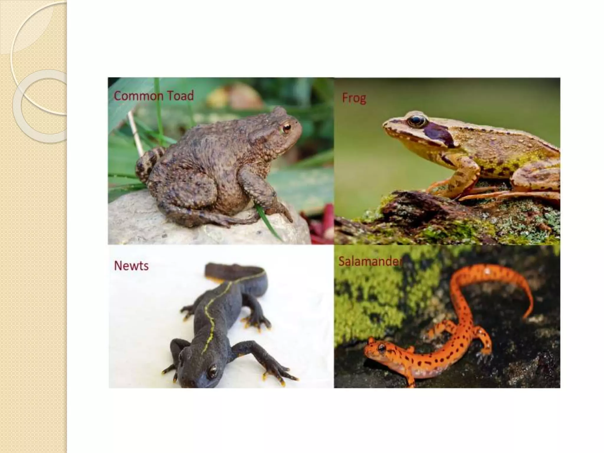 Palaearctic region | PPTX