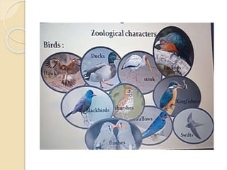 Palaearctic region | PPTX