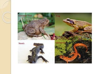 Palaearctic region | PPTX