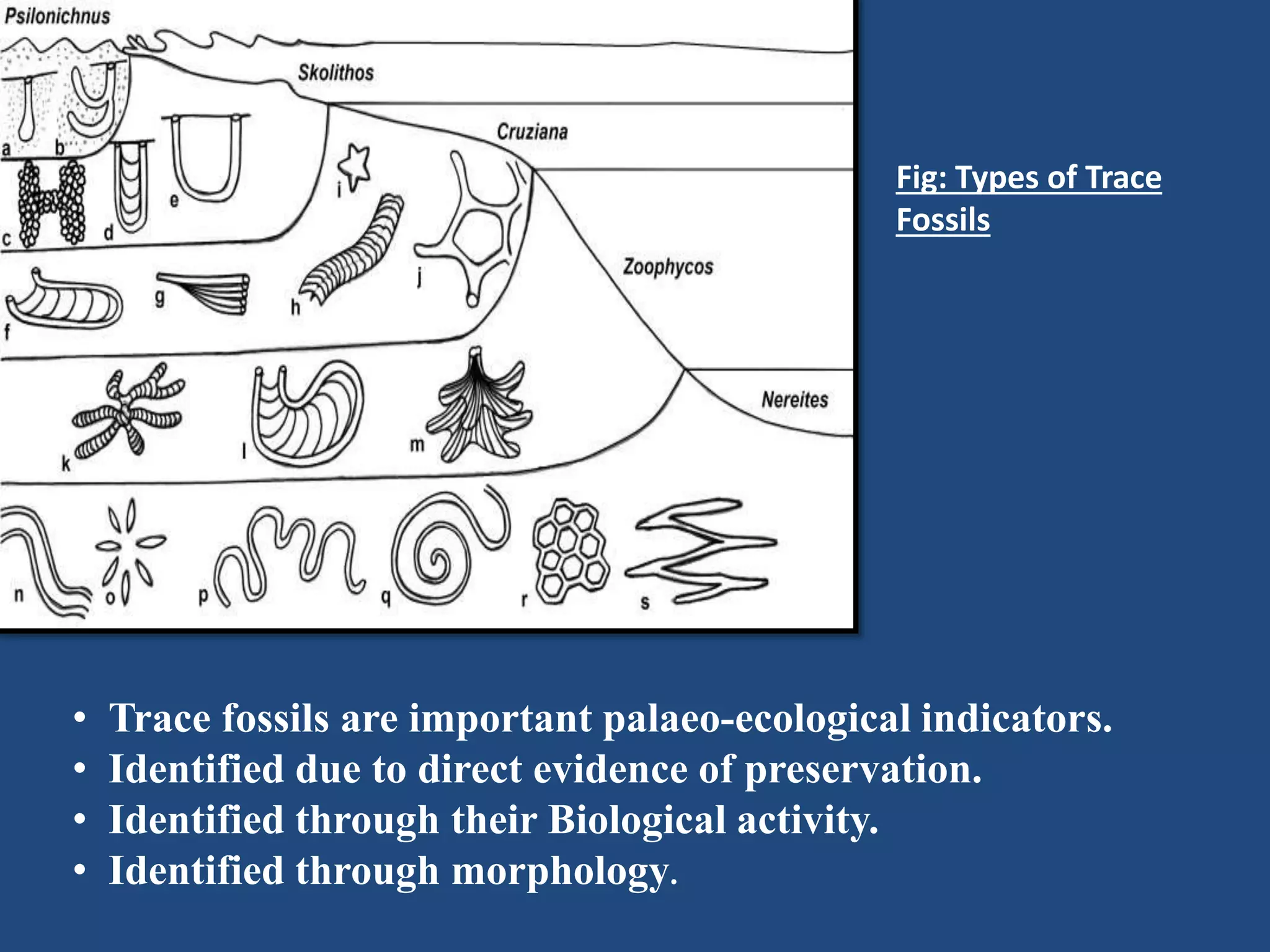 Palaeoecology | PPTX