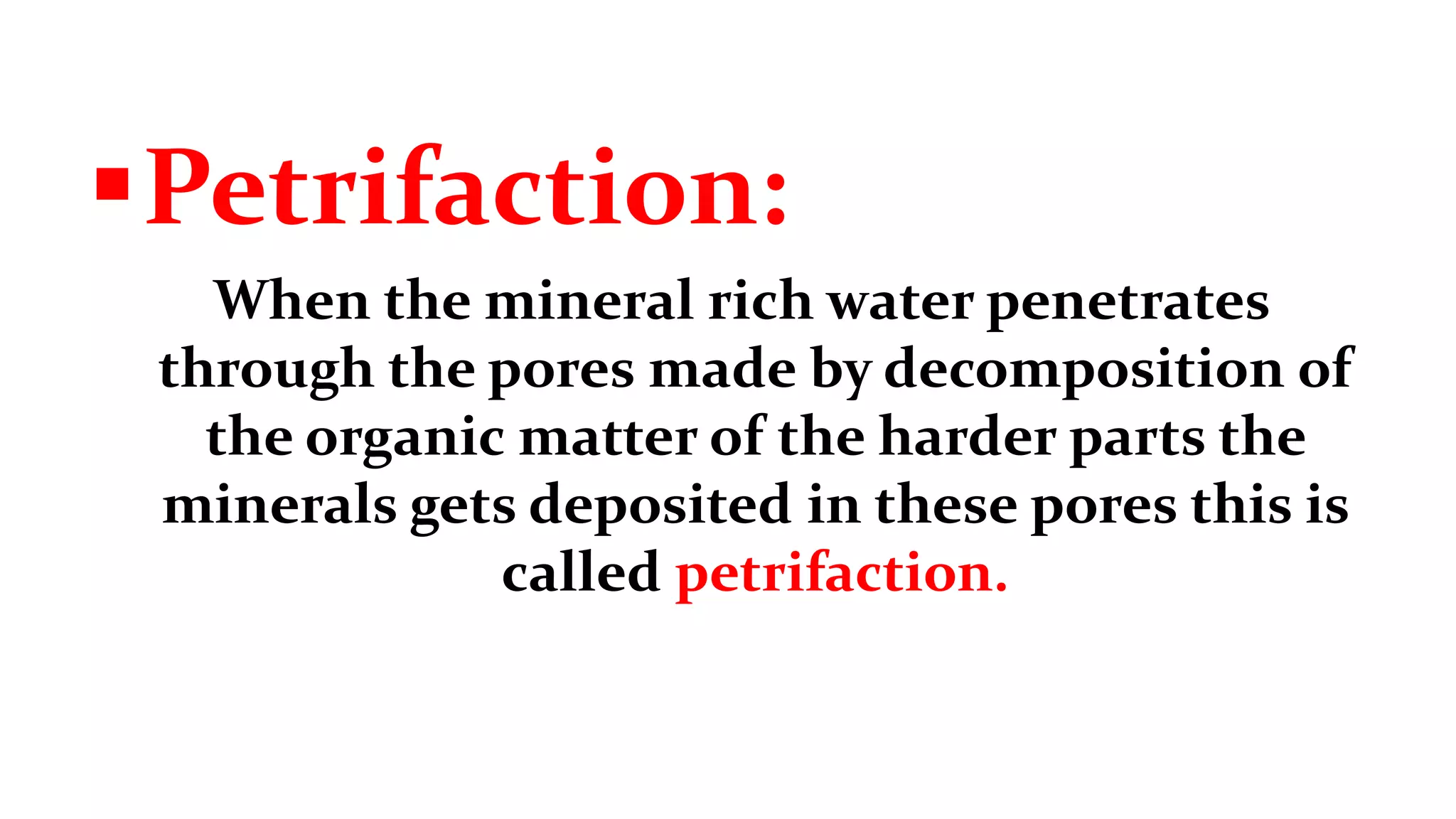 Palaeontology | PPTX