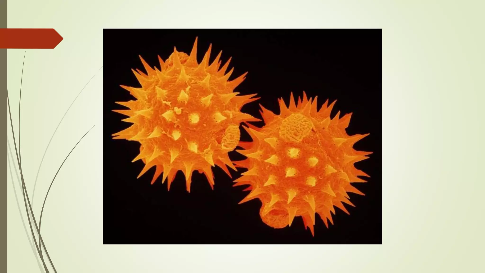 Palaeopalynology; Definition, History, Methods and Benefits of study | PPTX