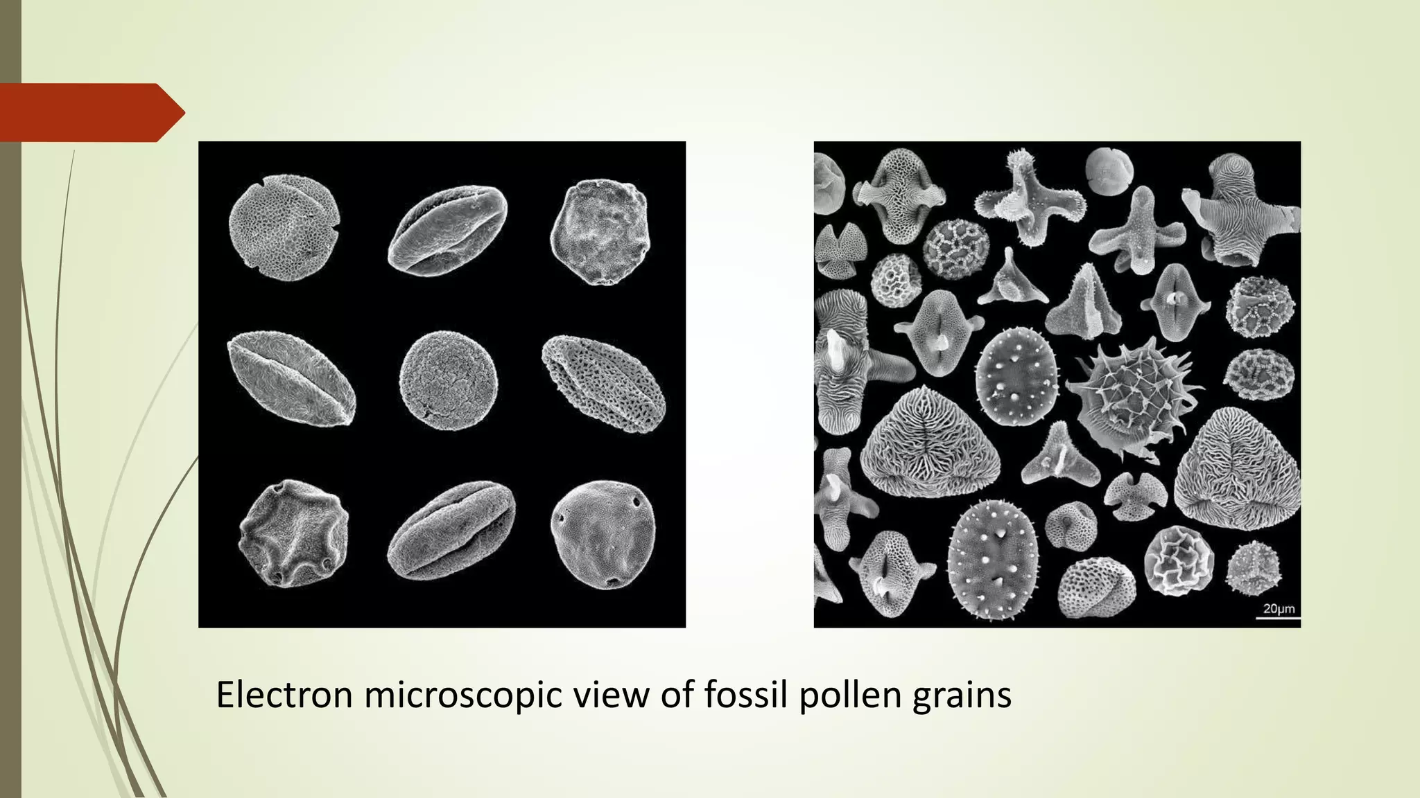 Palaeopalynology; Definition, History, Methods and Benefits of study | PPTX