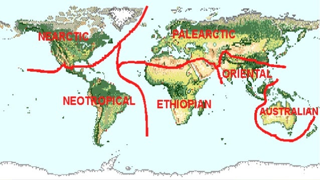 Palaerarctic region.the zoogeographical separation and distribution o…