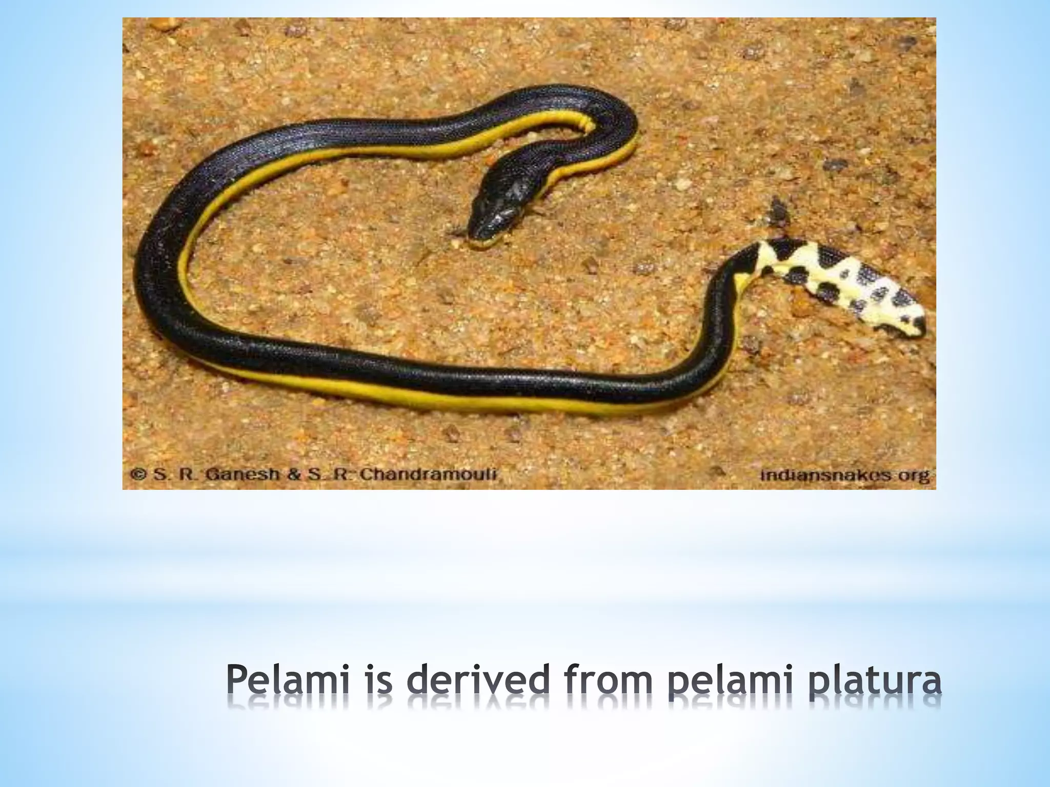 pelamis wave energy convertor ppt | PPTX | Power and Energy Industry ...