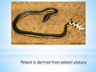 pelamis wave energy convertor ppt | PPTX