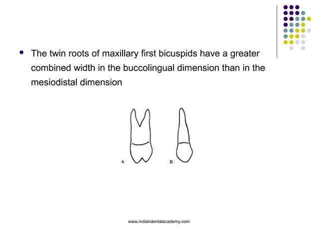 Palatal and buccal root torquing springs | PPT | Dental Health ...