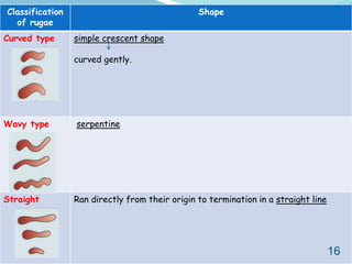 Palatal rugae as an aid for personnel identification | PPTX