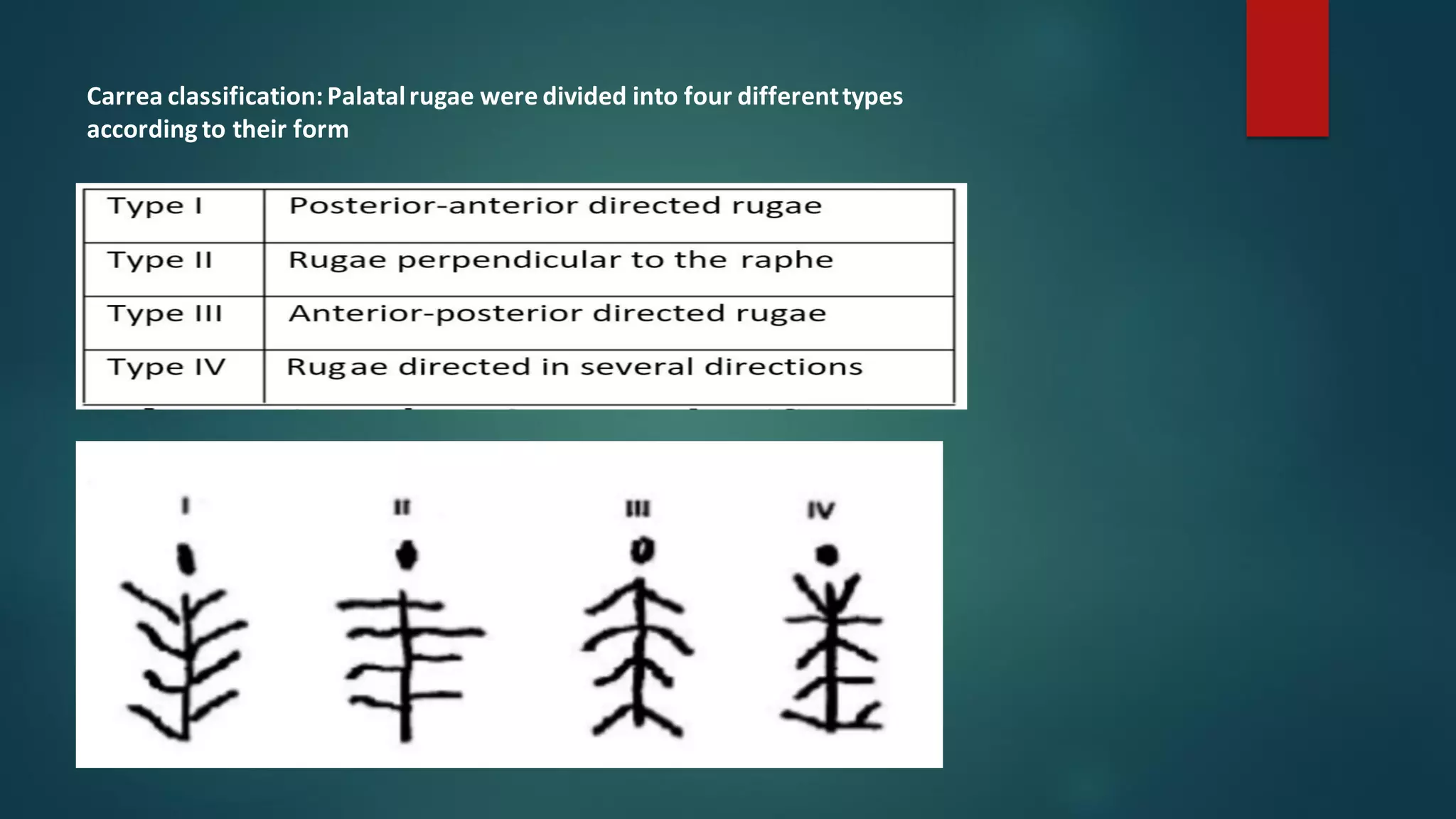 PALATAL RUGAE IN FORENSIC ODONTOLOGY | PDF