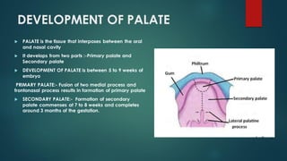 PALATAL RUGAE IN FORENSIC ODONTOLOGY | PDF