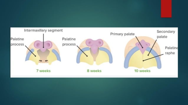 PALATAL RUGAE IN FORENSIC ODONTOLOGY | PDF | Oral care | Personal Care