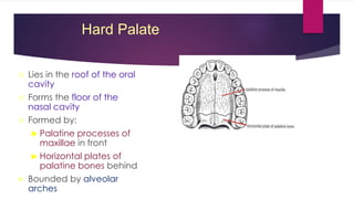 Palate , by dr.parthsarthi gautam, MDS | PPTX