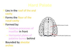 Palate | PPTX